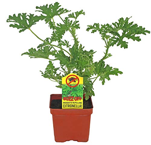 Citronella Plant Easy Guide: How to Grow the Mosquito Plant