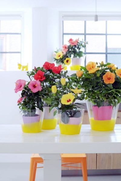 Hibiscus Plant Easy Guide: How to Grow and Care for It