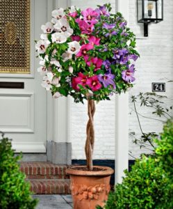 Hibiscus Plant Easy Guide: How to Grow and Care for It