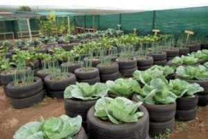 Raised Garden Bed Guide: 15 Easy Design Ideas & DIY Plans