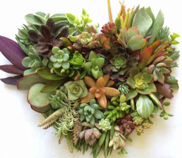 Succulents: Complete Guide to Make your Succulent Plants feel at Home