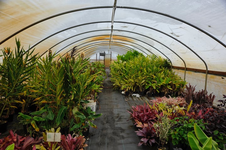 13 Greenhouse Benefits with Ideas and Plans to Inspire