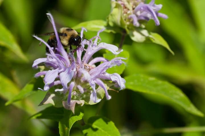 12 Best Flowers for Bees & How to Create a Bee Garden
