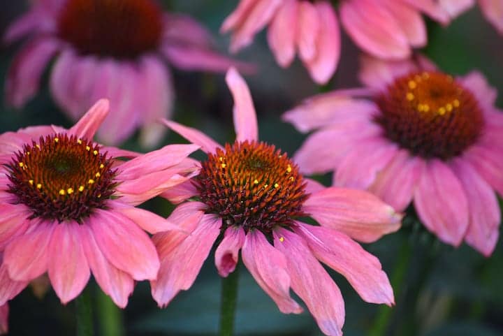 12 Best Flowers for Bees & How to Create a Bee Garden