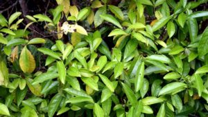 37 Different Types of Tea and their Benefits Explained