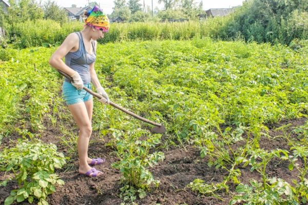 Gardening Hoes Buyer's Guide & How to Master a Hoe