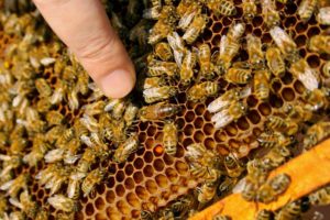 28 Types of Bees and Wasps Explained with Bee Hive Hierarchy