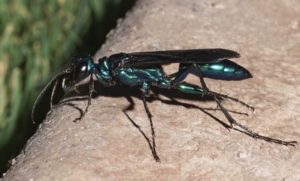 28 Types of Bees and Wasps Explained with Bee Hive Hierarchy