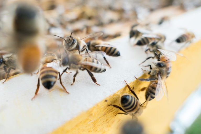 28 Types of Bees and Wasps Explained with Bee Hive Hierarchy