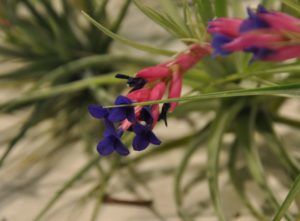 15 Best Air Plants: How to Grow and Take Care of Them