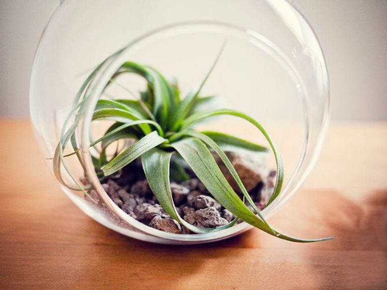 15 Best Air Plants: How to Grow and Take Care of Them