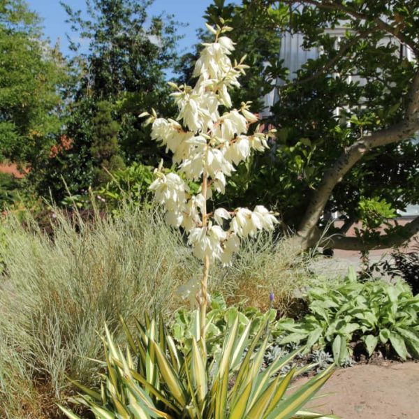 17 Unique Yucca Plants & How to Care for Them