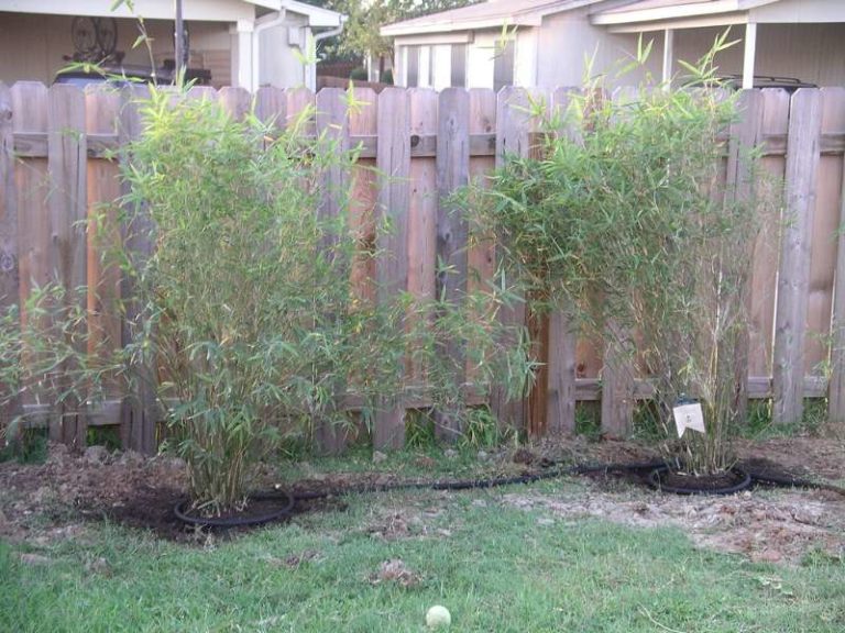 Bamboo Plants 101: How to Grow Happy Bamboo Plants Indoors