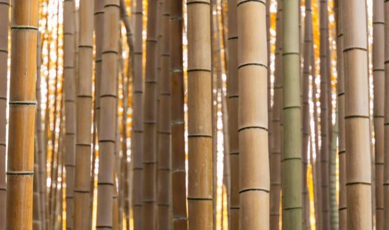 Bamboo Plants 101: How to Grow Happy Bamboo Plants Indoors