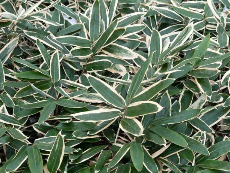 Bamboo Plants 101: How to Grow Happy Bamboo Plants Indoors