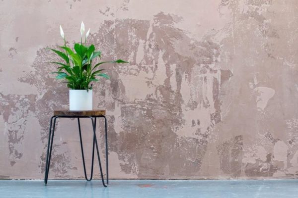 Plants For Bedroom: 30 Best Bedroom Plants for Better Sleep