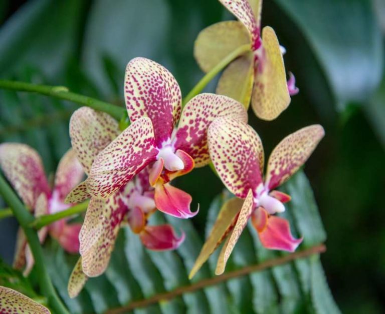 15 Best Air Plants: How to Grow and Take Care of Them