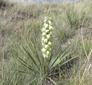 17 Unique Yucca Plants & How to Care for Them