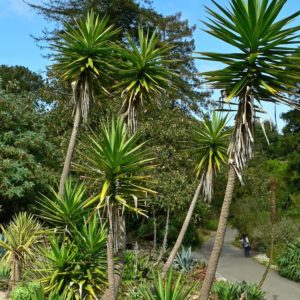 17 Unique Yucca Plants & How to Care for Them