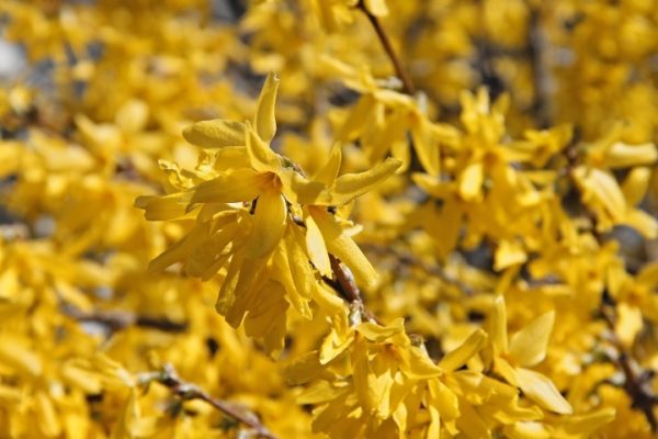 Forsythia Easy Guide: 10 Forsythia Types & How to Grow Them
