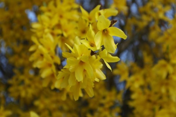 Forsythia Easy Guide: 10 Forsythia Types & How to Grow Them