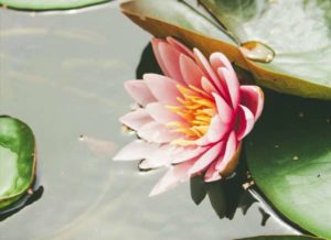 15 Best Water Plants for Indoors and Backyard Ponds