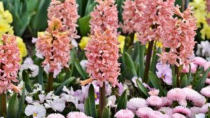 25+ Best Hyacinth Types & Easy Guide on How to Grow Them