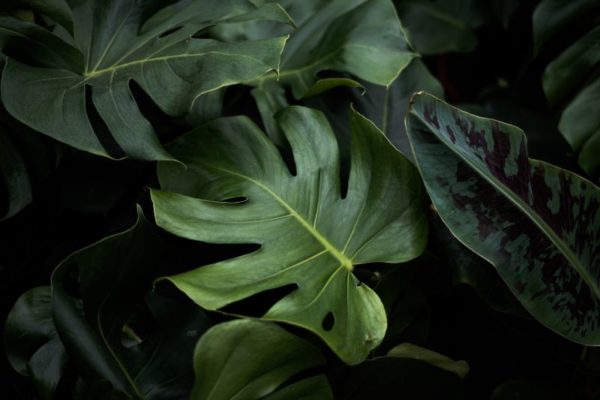 5 Monstera Plant Types and How to Grow and Care for Them