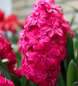 25+ Best Hyacinth Types & Easy Guide on How to Grow Them