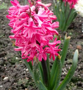 25+ Best Hyacinth Types & Easy Guide on How to Grow Them