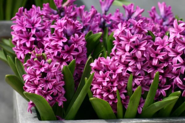 25+ Best Hyacinth Types & Easy Guide on How to Grow Them