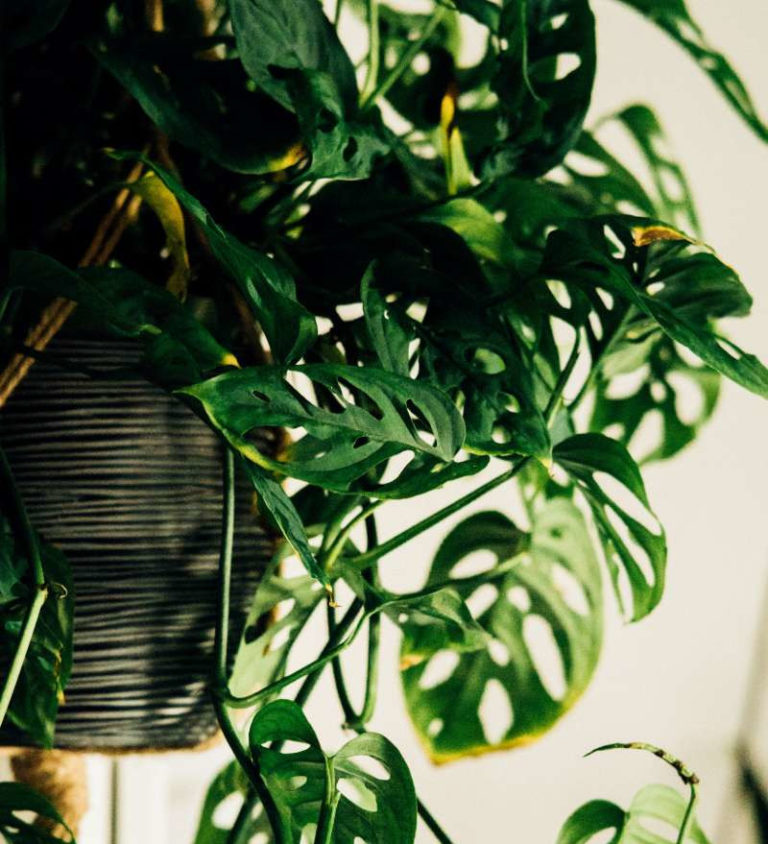 5 Monstera Plant Types and How to Grow and Care for Them