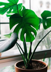 5 Monstera Plant Types and How to Grow and Care for Them