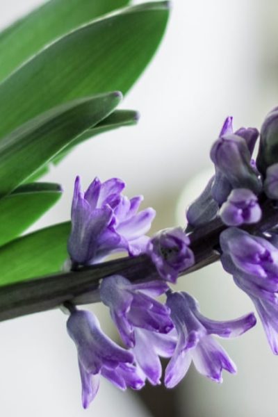 Forsythia Easy Guide: 10 Forsythia Types & How to Grow Them