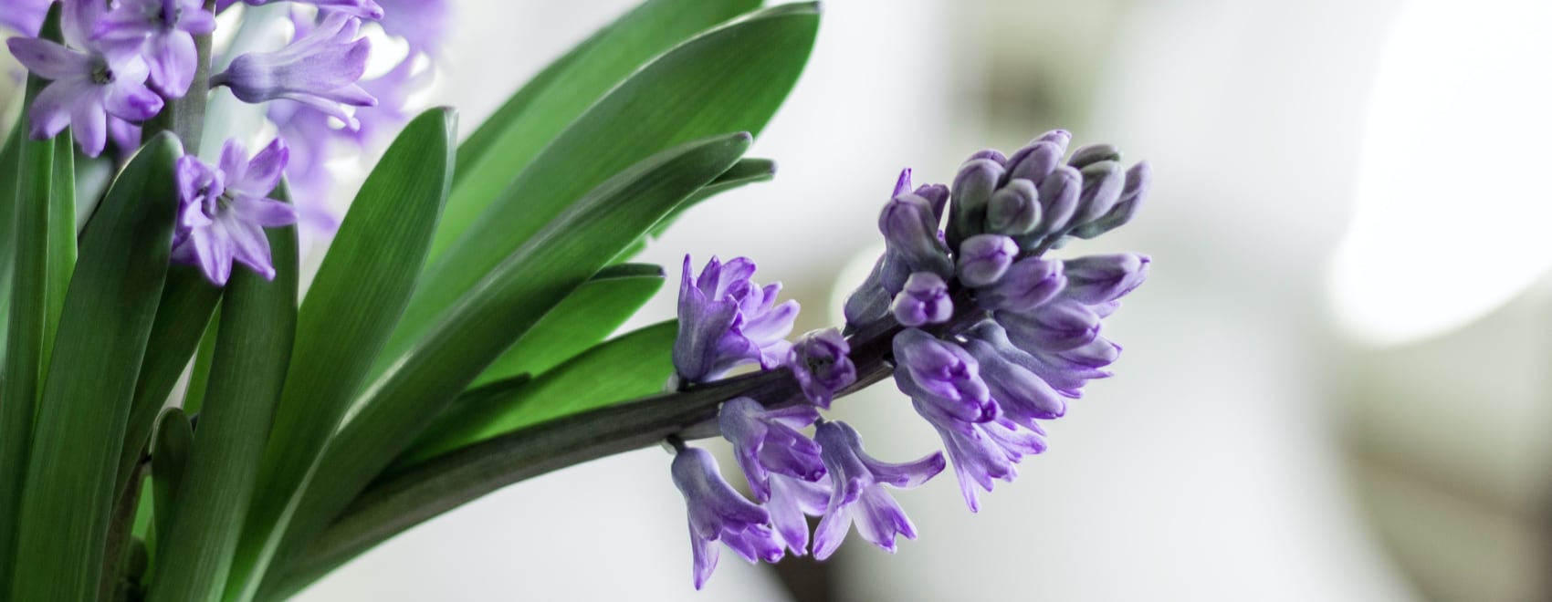 25+ Best Hyacinth Types & Easy Guide on How to Grow Them