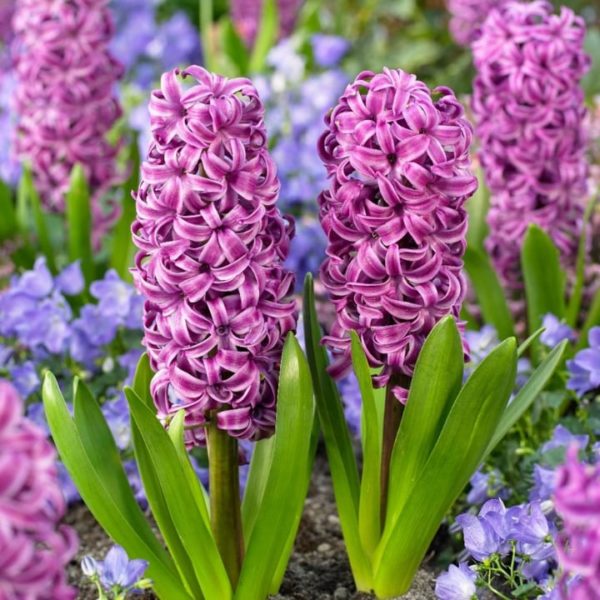 25+ Best Hyacinth Types & Easy Guide on How to Grow Them