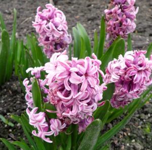 25+ Best Hyacinth Types & Easy Guide on How to Grow Them