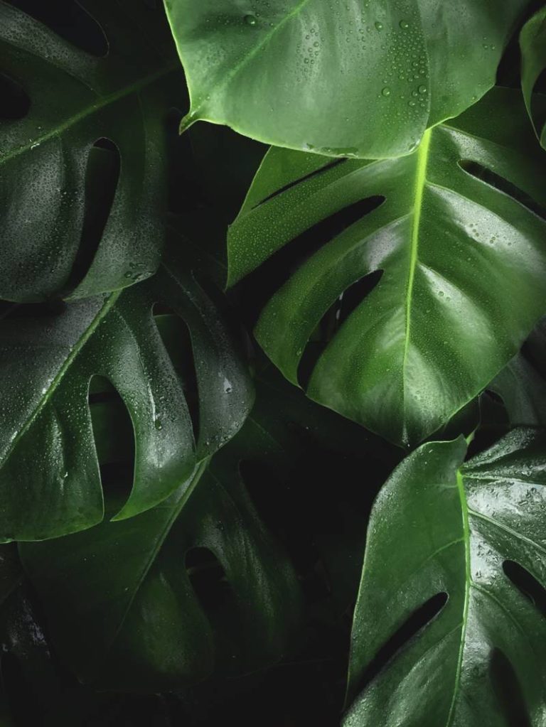 5 Monstera Plant Types and How to Grow and Care for Them