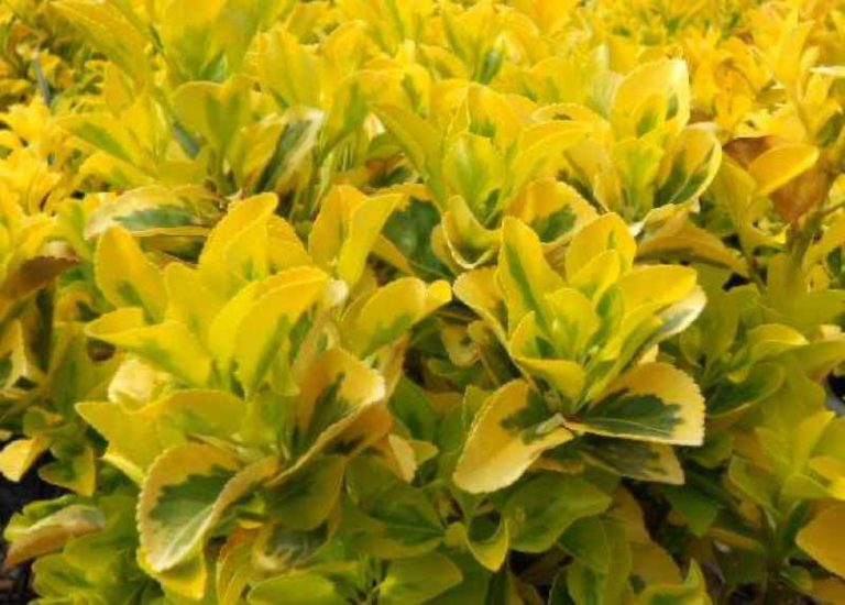 13 Beautiful Yellow Flowering Shrubs that'll bring Happiness