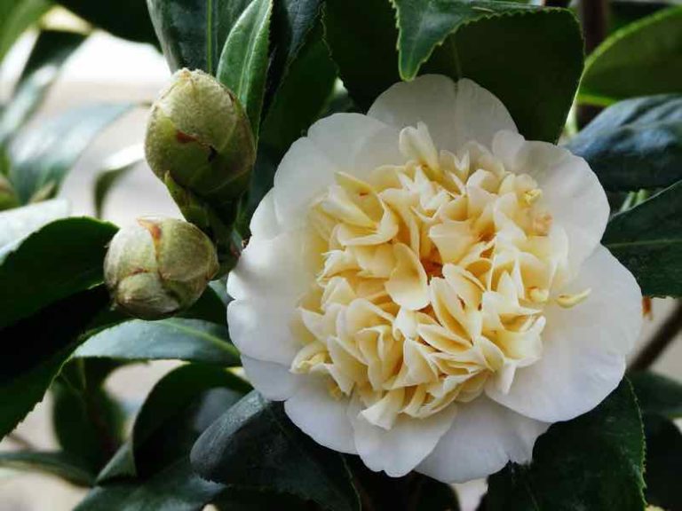 13 Beautiful Yellow Flowering Shrubs that'll bring Happiness