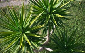 17 Unique Yucca Plants & How to Care for Them