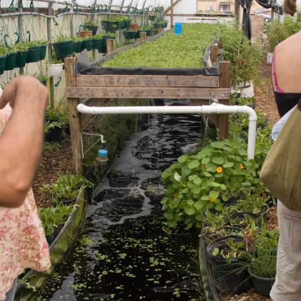 Aquaponics 101: Quick and Easy Aquaponic Systems Full Guide