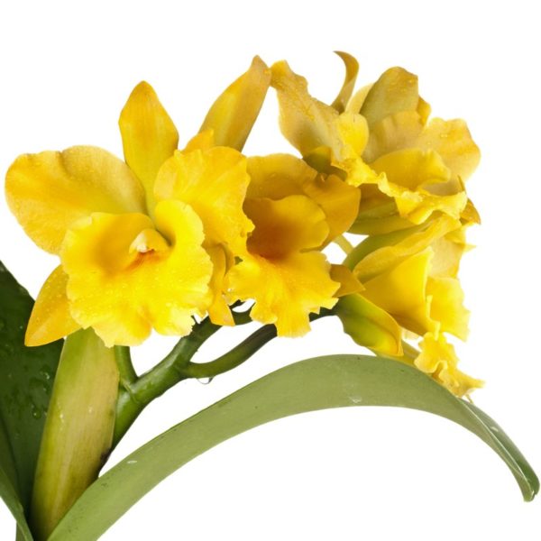 Orchid Flowers 101: How to Grow and Care for Beautiful Orchids