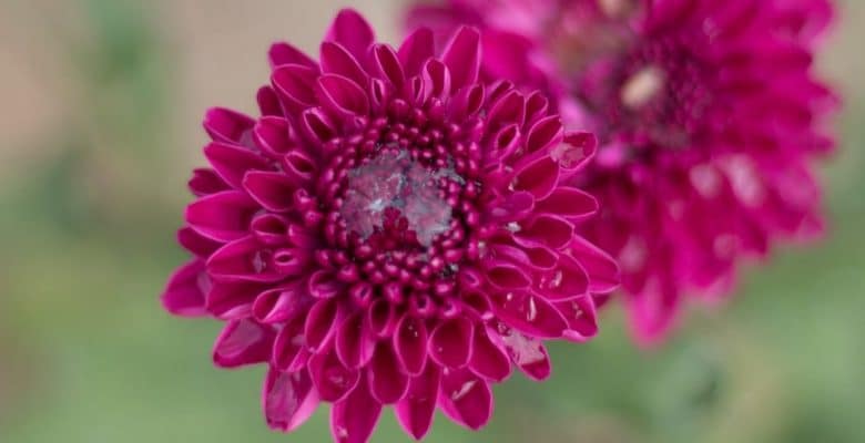 Flowers: Definitive Growing and Caring Tips - Page 2 of 3 - Planted Well