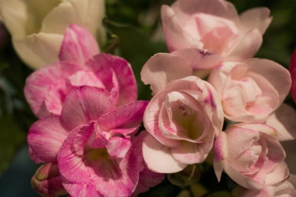 Freesia Guide: 19 Best Freesia Flowers & How to Grow Them