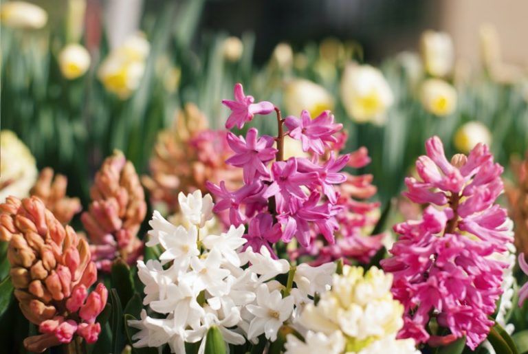 25+ Best Hyacinth Types & Easy Guide on How to Grow Them