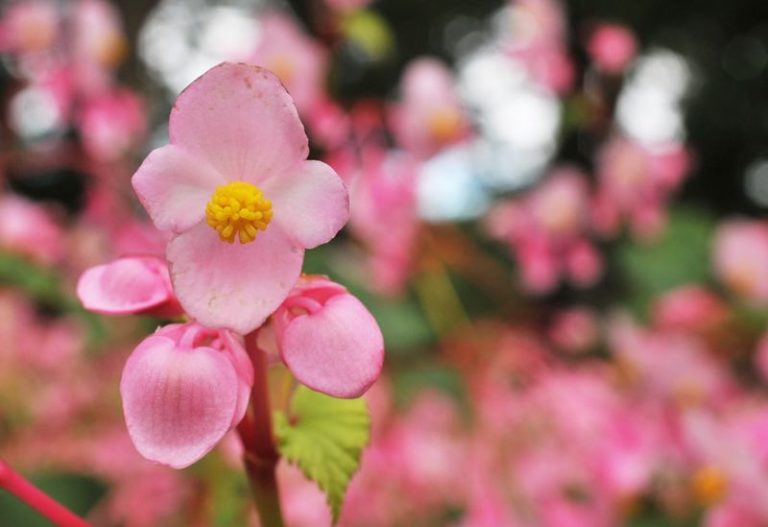 43 Best Perennials Flowers for Full Sun, Borders and Shade