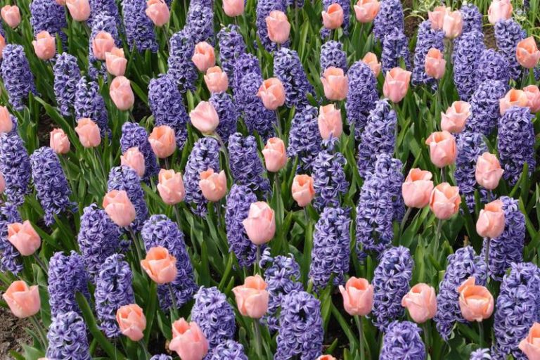 25+ Best Hyacinth Types & Easy Guide on How to Grow Them