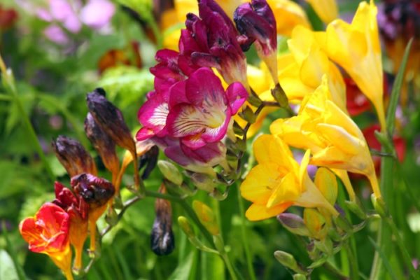 Freesia Guide: 19 Best Freesia Flowers & How to Grow Them
