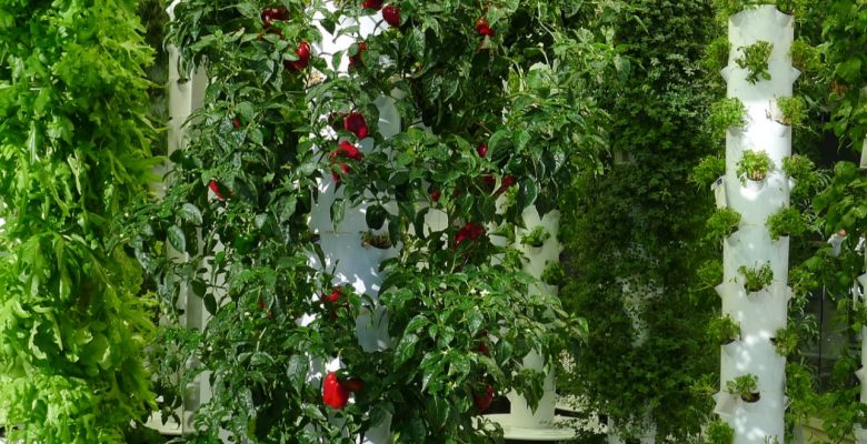 Aeroponics: The Definitive Guide to Get Started with Aeroponic Systems